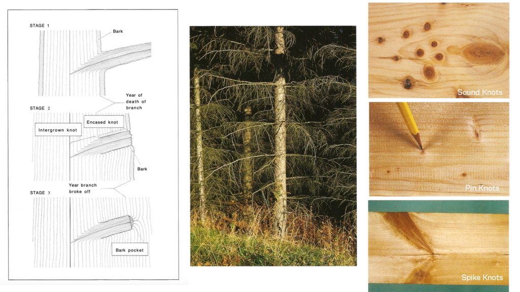 Oak Wood Defects and European Oak Grades - GioveRetto